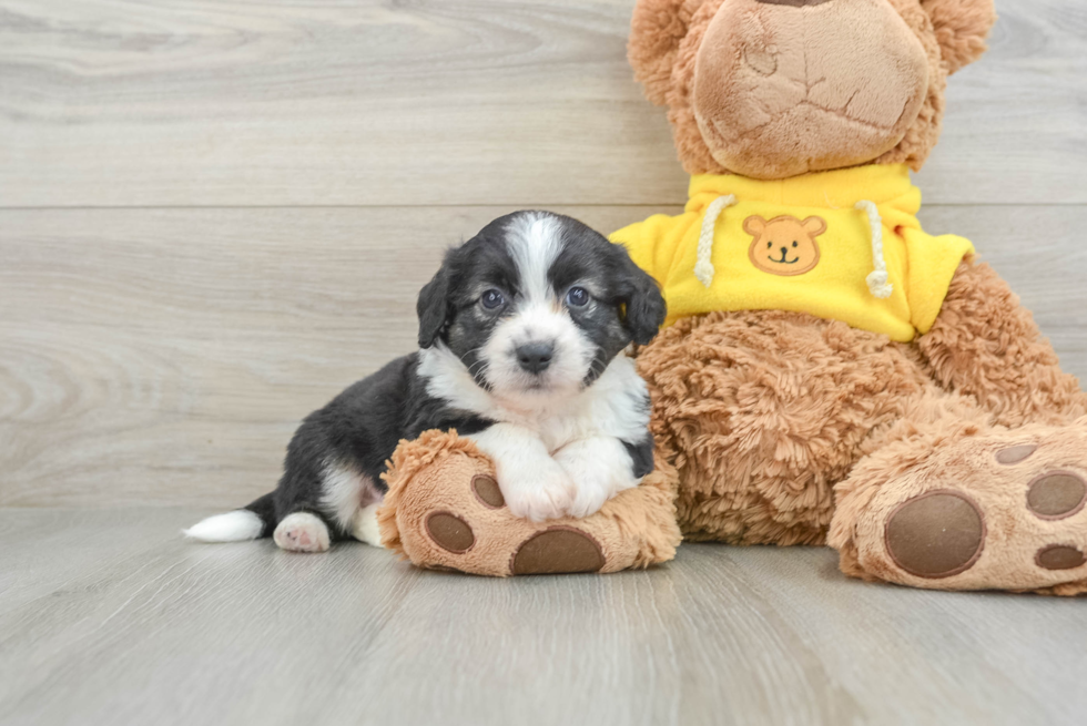 Smart Aussiechon Jon Snow: 4lb 12oz Designer Puppy