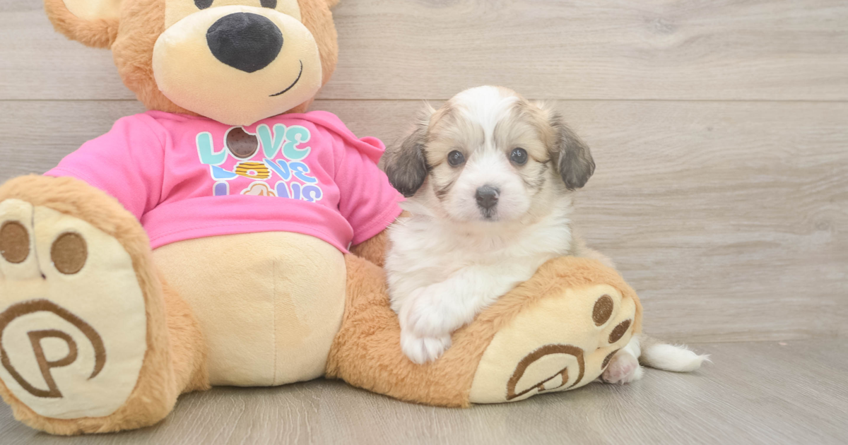 Friendly Aussiechon Jon Snow: 3lb 10oz Designer Puppy
