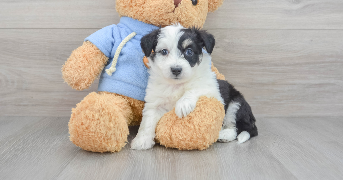 Playful Aussiechon Kabluey: 4lb 1oz Designer Puppy