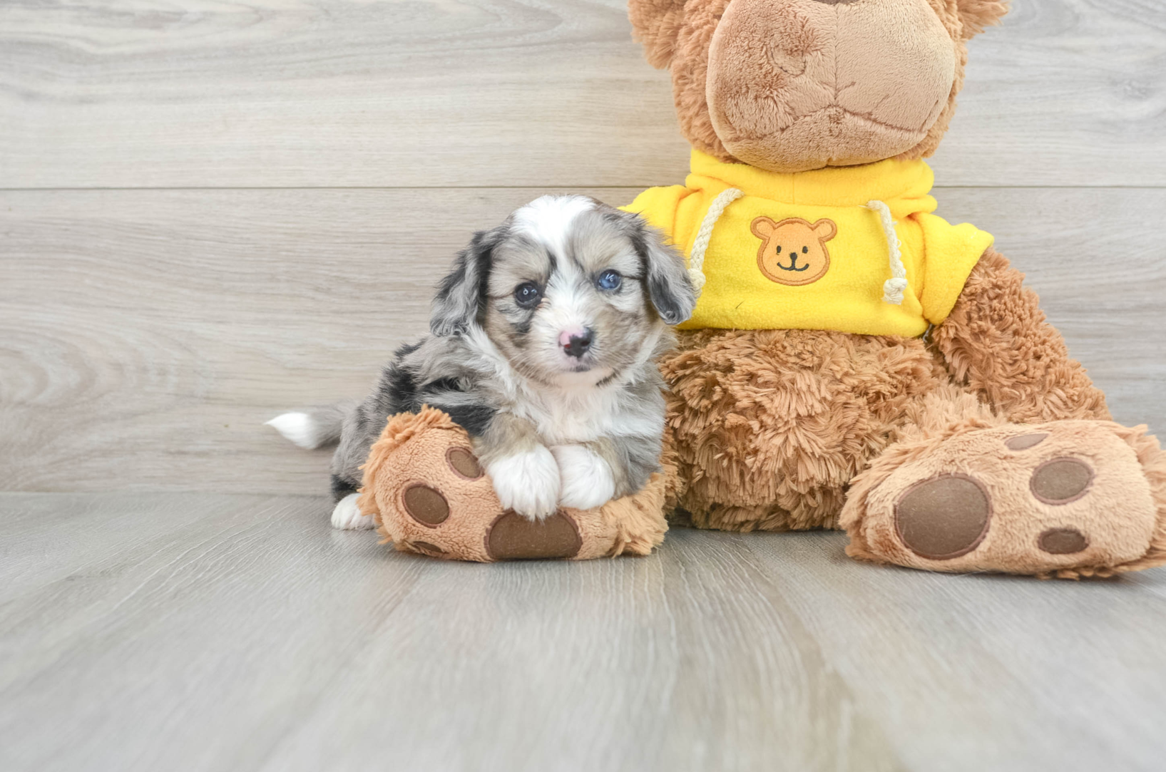 Aussiechon Puppies for Sale | Exclusive Designer Puppies