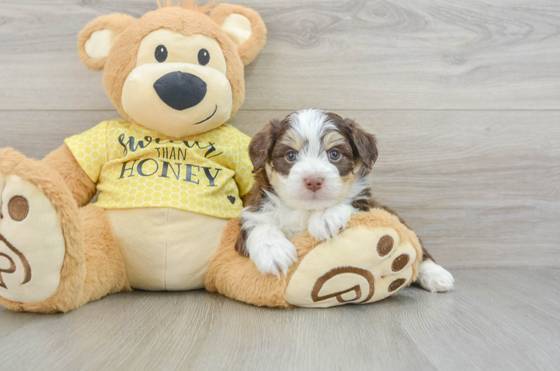 Aussiechon Puppies for Sale | Exclusive Designer Puppies