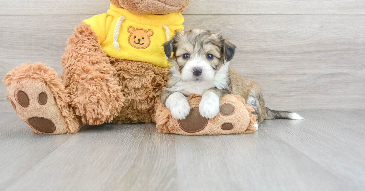 Adorable Aussiechon Leah: 4lb 4oz Designer Puppy