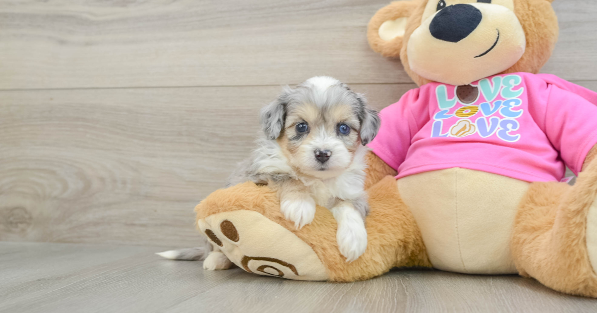Funny Aussiechon Mako: 2lb 11oz Designer Puppy