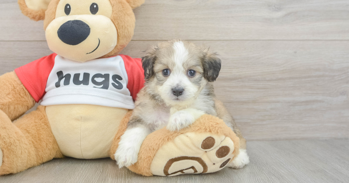 Happy Aussiechon Mako: 2lb 6oz Designer Puppy