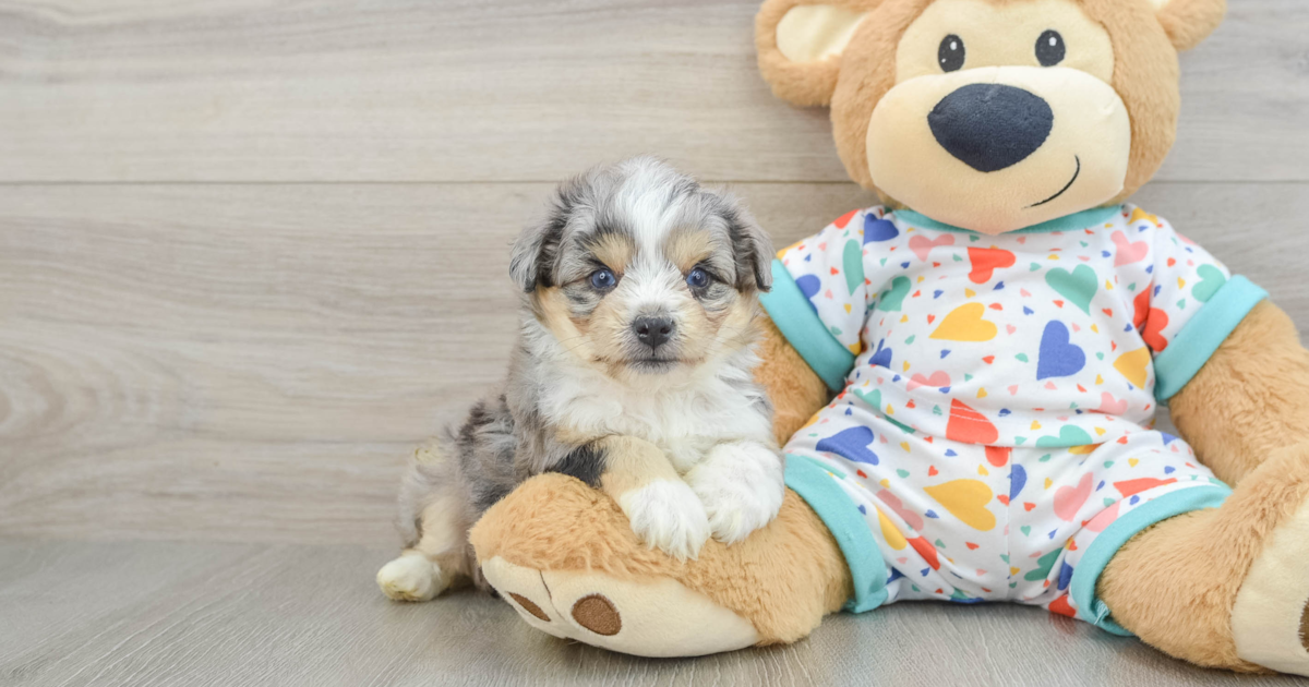 Cute Aussiechon Norah: 2lb 12oz Designer Puppy