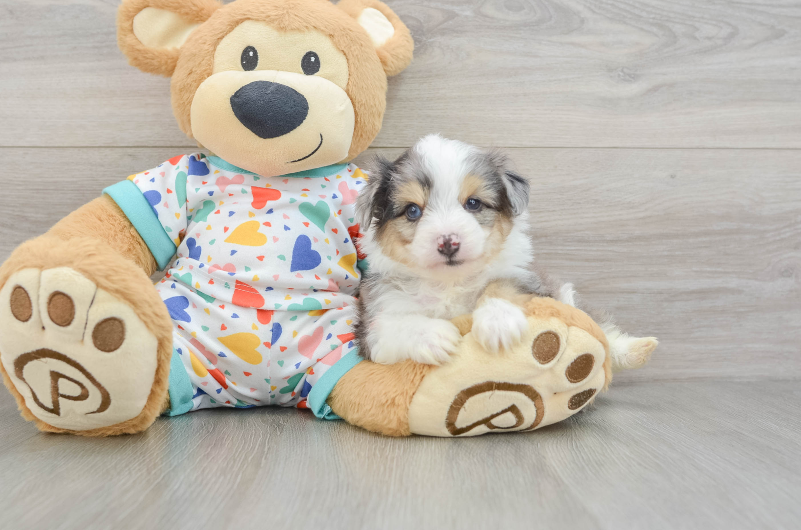 Aussiechon Puppies for Sale | Exclusive Designer Puppies