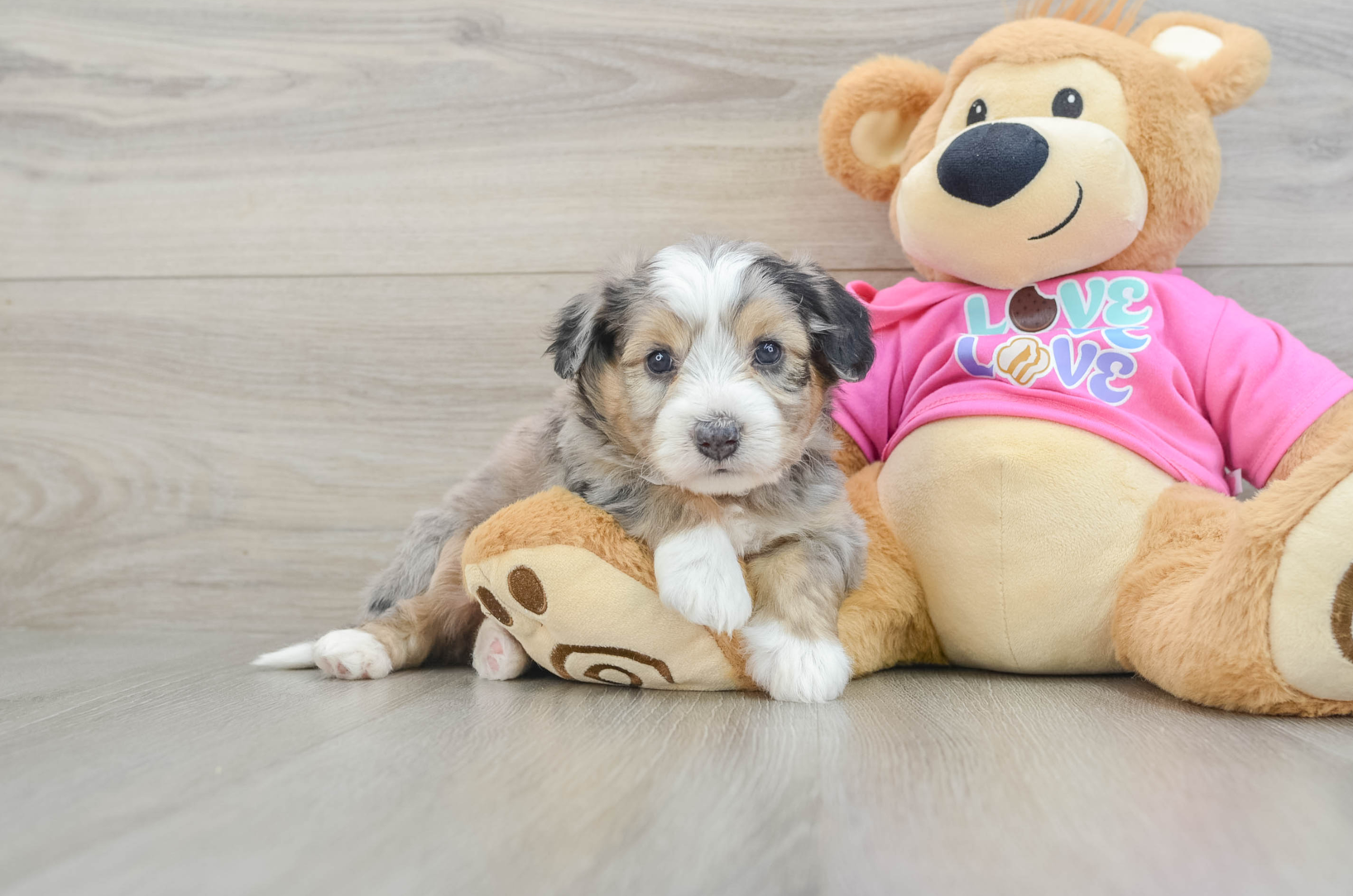 Aussiechon Puppies for Sale | Exclusive Designer Puppies