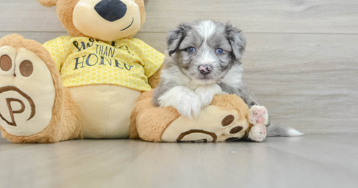 Smart Aussiechon Rocky: 6lb 15oz Designer Puppy