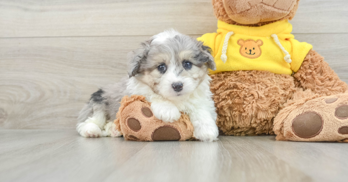 Happy Aussiechon Roslin: 4lb 15oz Designer Puppy