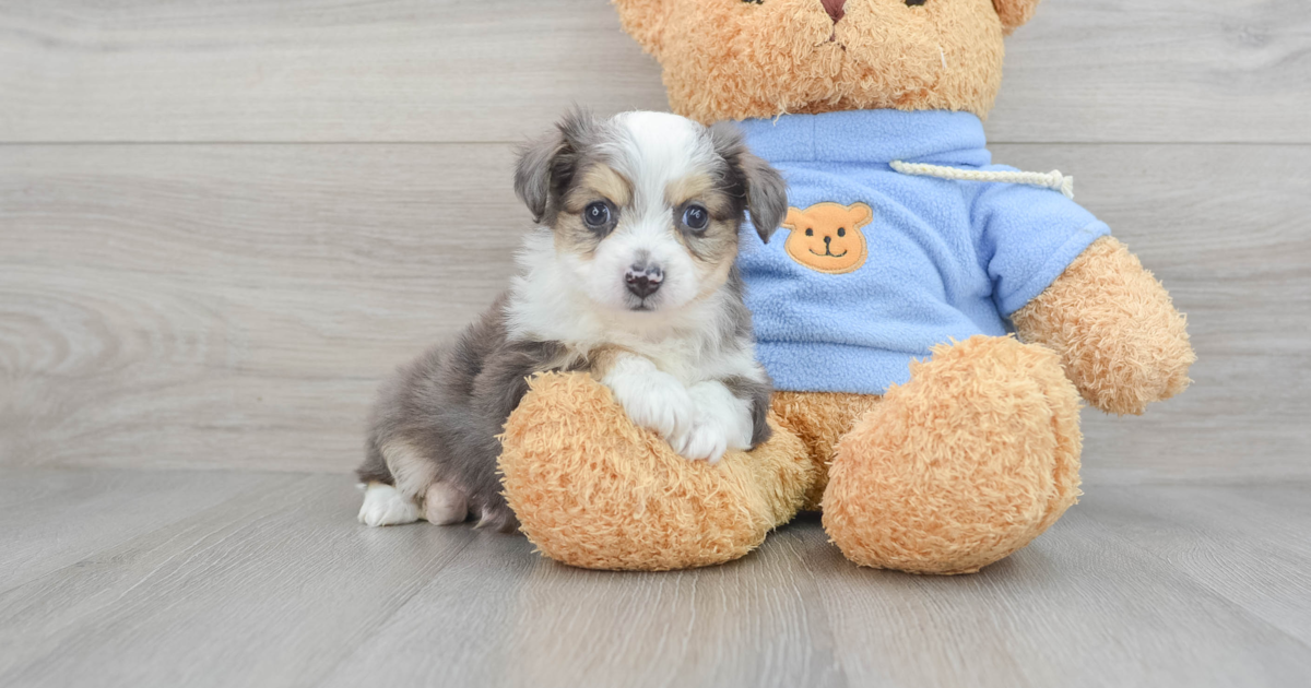 Funny Aussiechon Scotty: 3lb 3oz Designer Puppy