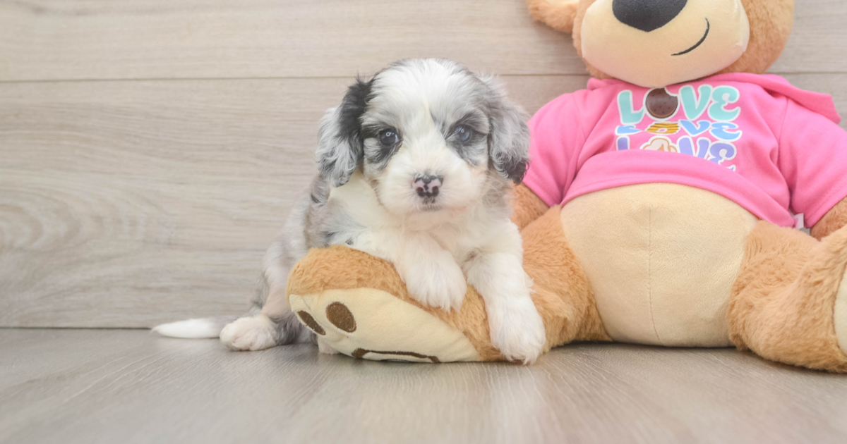 Popular Aussiechon Sisco: 4lb 13oz Designer Puppy