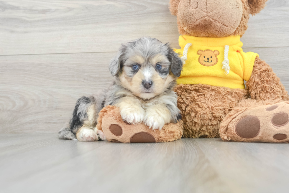 Happy Aussiechon Star Lord: 6lb 5oz Designer Puppy