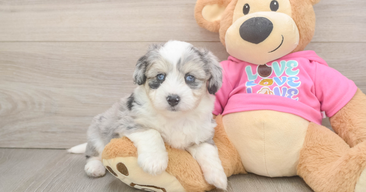 Friendly Aussiechon Storm: 5lb 6oz Designer Puppy