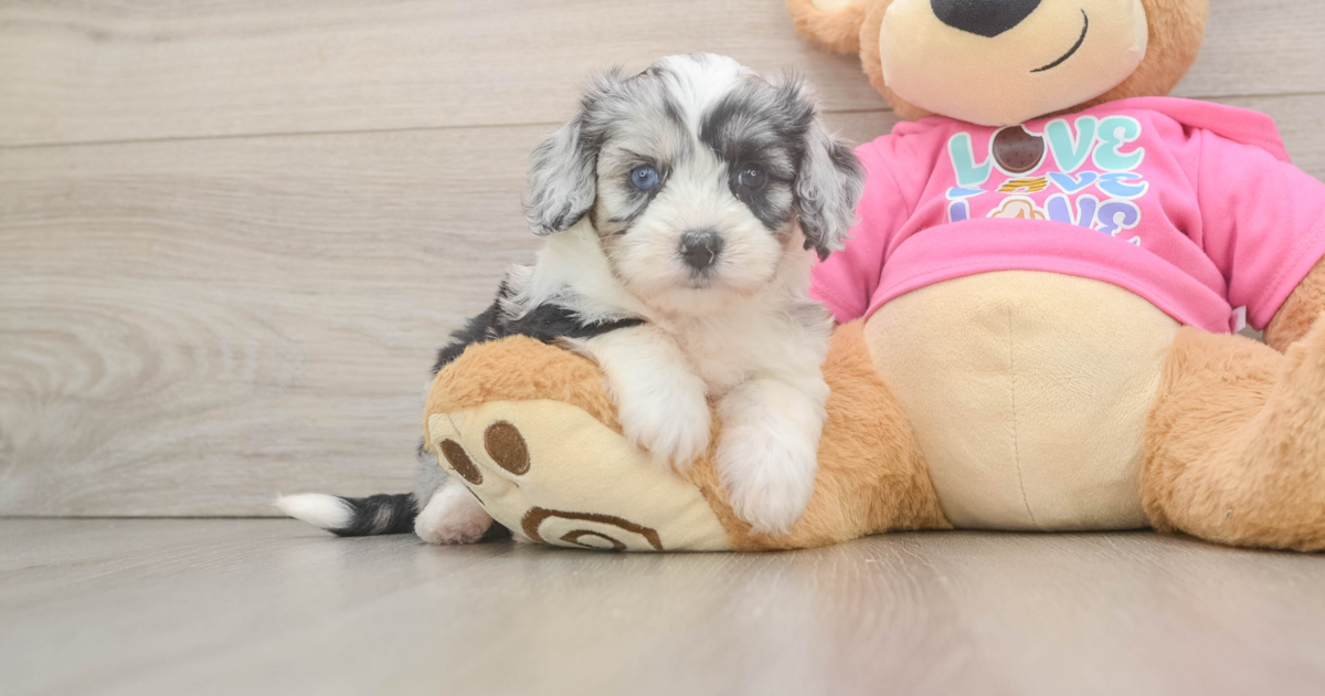 Funny Aussiechon Sweet Caroline: 4lb 6oz Designer Puppy
