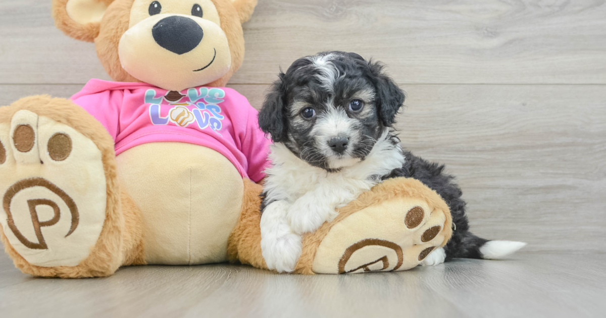 Fluffy Aussiechon Trigger: 5lb 7oz Designer Puppy