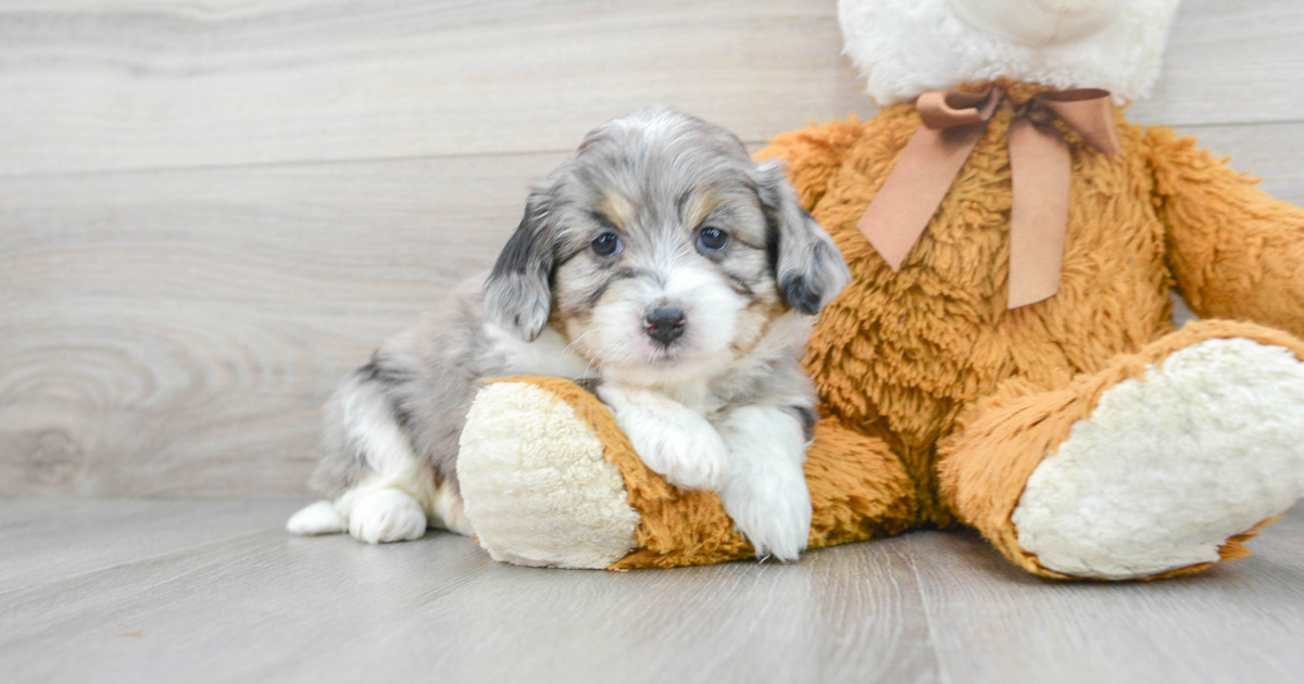 Energetic Aussiechon Twilight: 6lb 2oz Designer Puppy