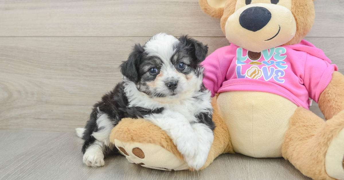 Popular Aussiechon Ventura: 4lb 5oz Designer Puppy