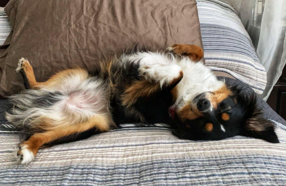 Mini Aussie Puppies for Sale - Buy Now! - Premier Pups