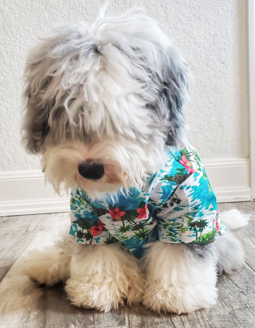 Toy & Mini Sheepadoodle Puppies for Sale | Premier Pups