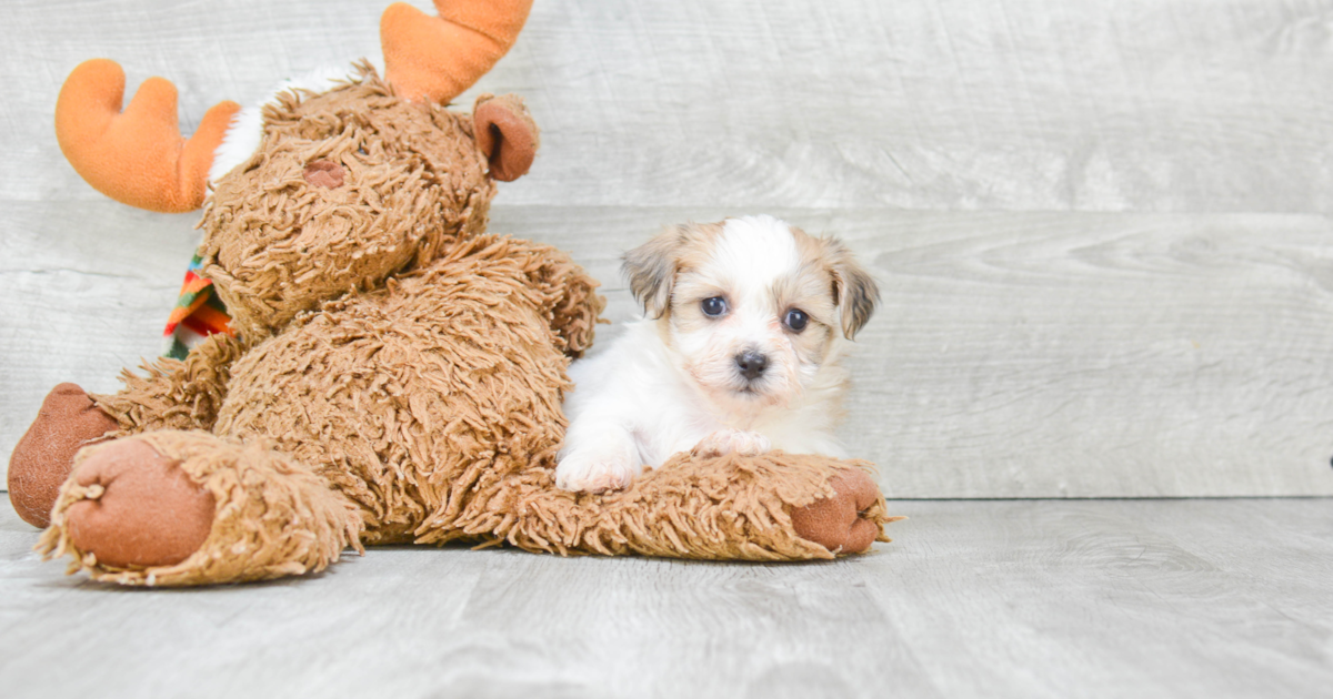 Friendly Teddy Bear Julie: 3lb 6oz Designer Puppy