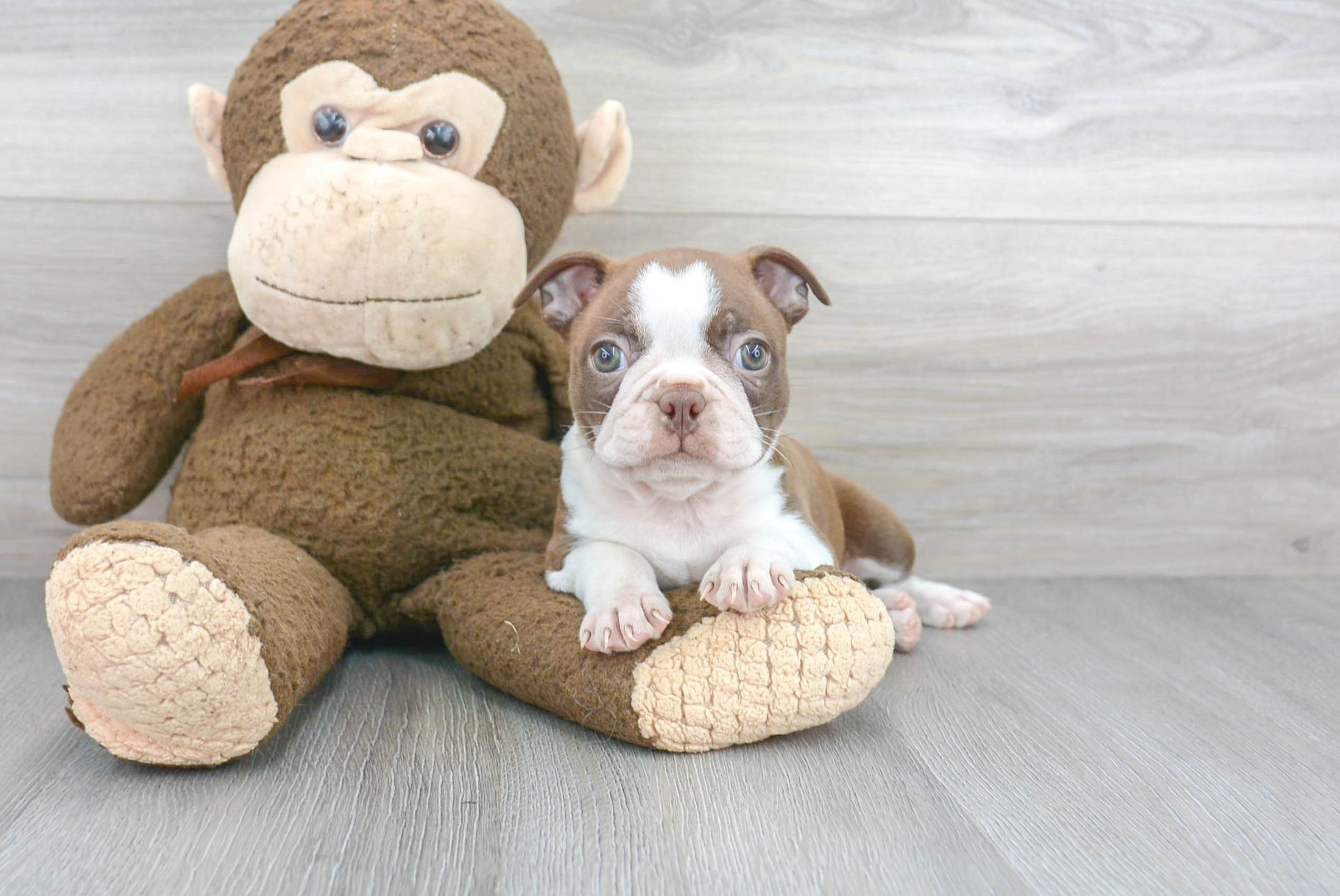 Boston Terrier Puppy Photos and More - Premier Pups