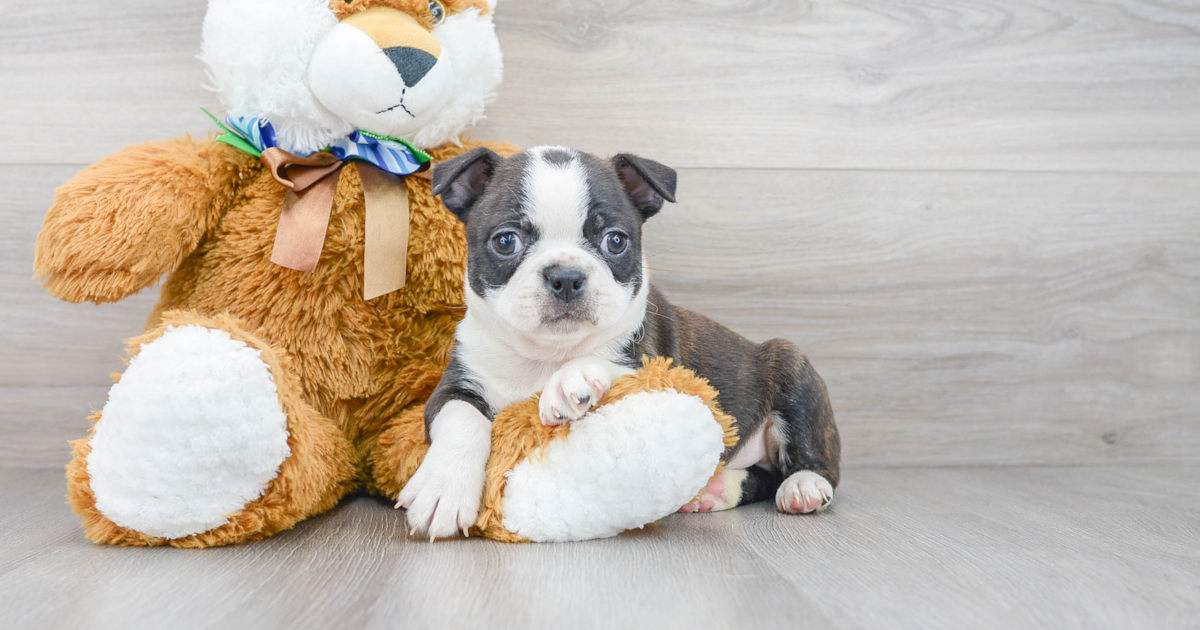 Friendly Boston Terrier Tank: 6lb 1oz Purebred Puppy