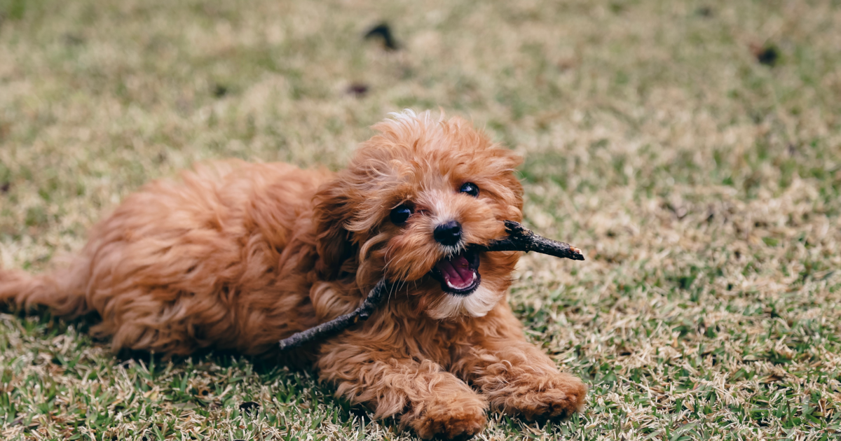 Brown Cavapoos: Guide, Photos, Prices & MORE | Premier Pups