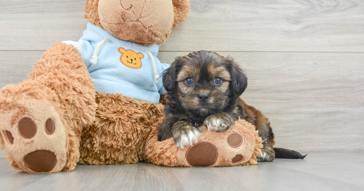 Fluffy Teddy Bear Aaron: 4lb 8oz Designer Puppy
