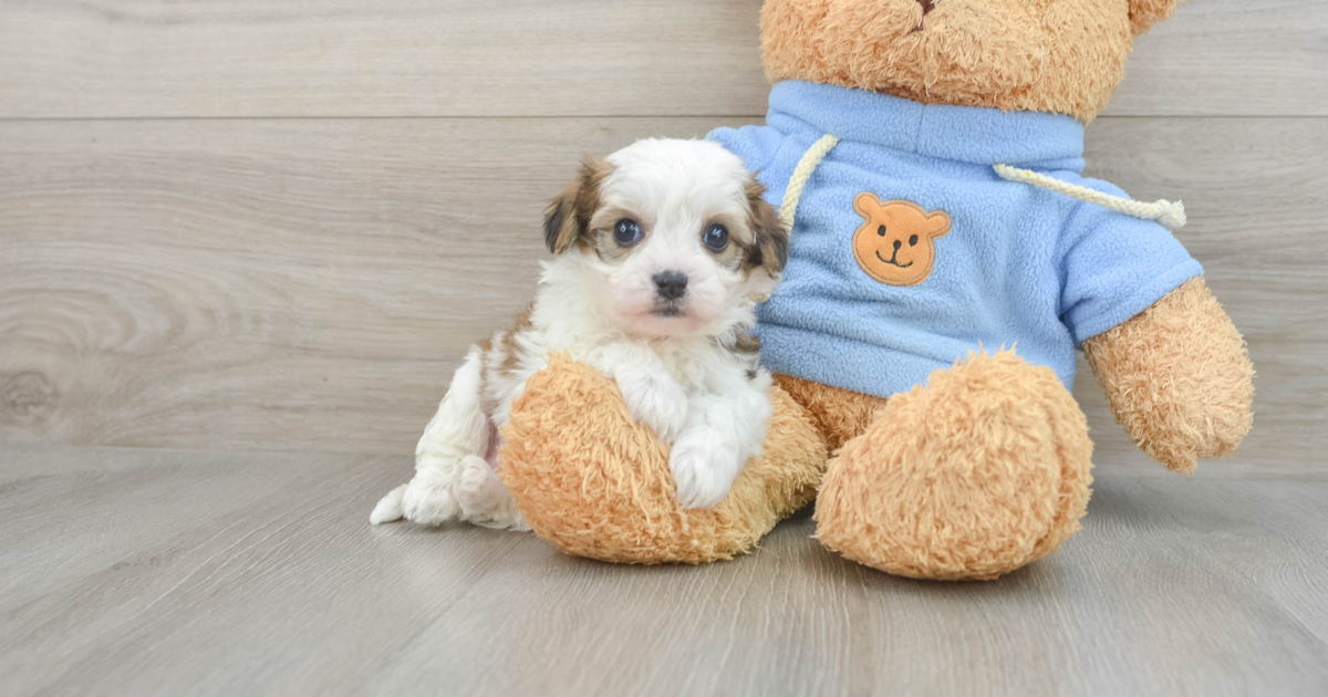 Popular Cavachon Annette: 2lb 14oz Designer Puppy