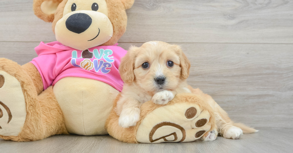 Small Cavachon Annette: 5lb 1oz Designer Puppy