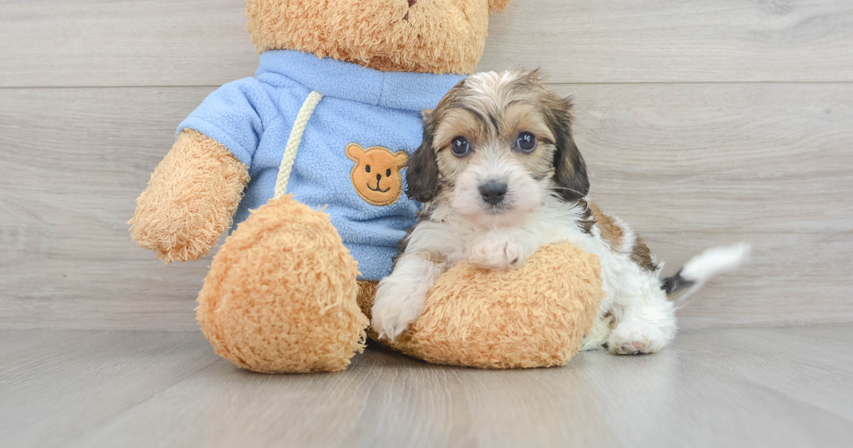 Little Cavachon Bae: 3lb 15oz Designer Puppy