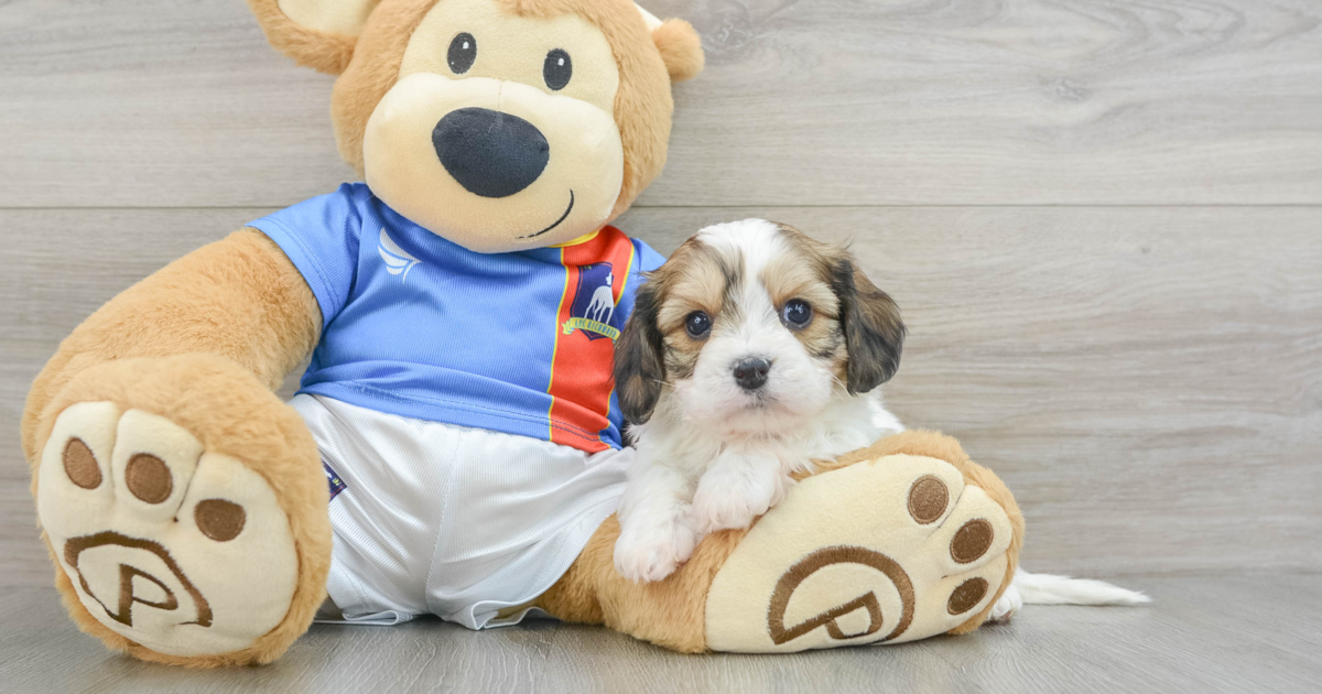 Popular Cavachon Bae: 3lb 7oz Designer Puppy