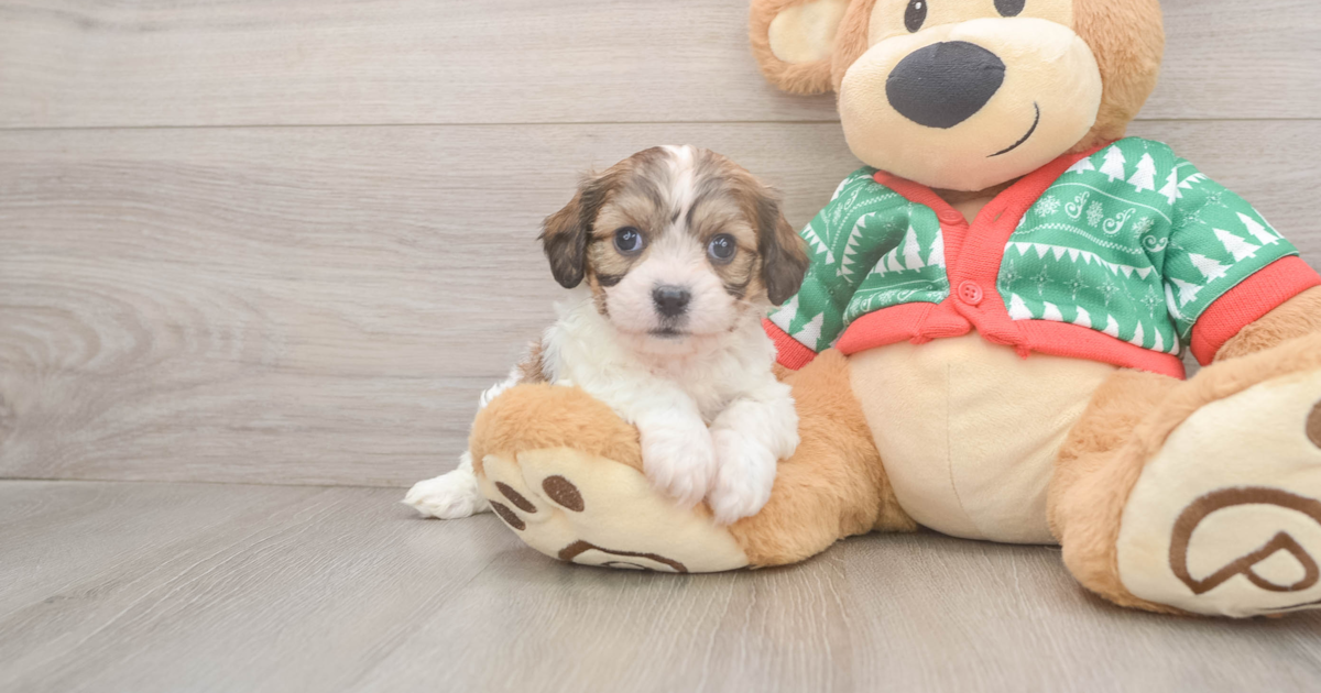 Small Cavachon Bae: 3lb 8oz Designer Puppy