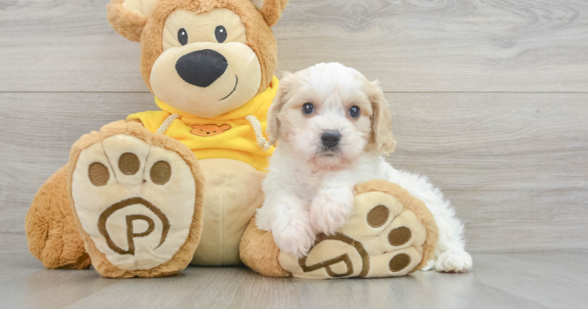 Popular Cavachon Cannon: 5lb 4oz Designer Puppy