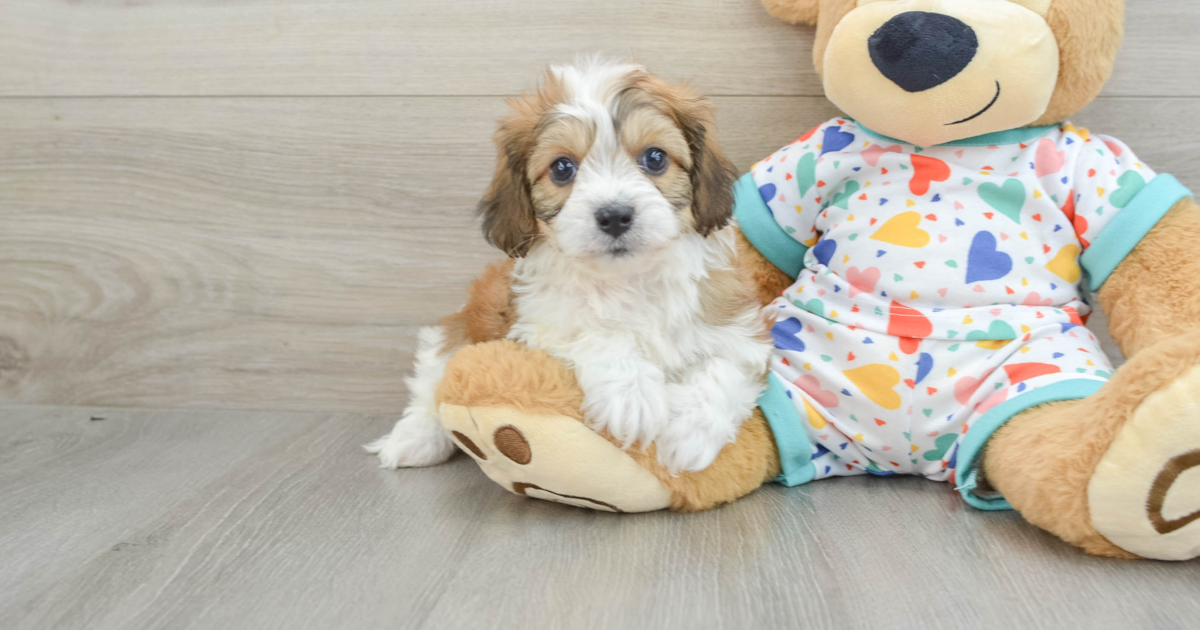 Sweet Cavachon Cannon: 2lb 4oz Designer Puppy