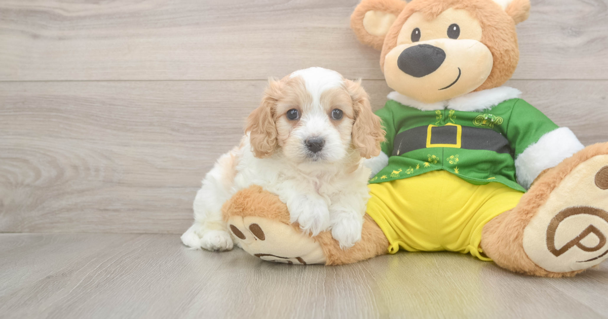 Fluffy Cavachon Cannon: 5lb 4oz Designer Puppy