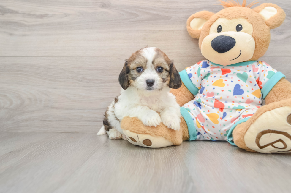 Cavachon Cindy Lou: 2lb 10oz Designer Puppy