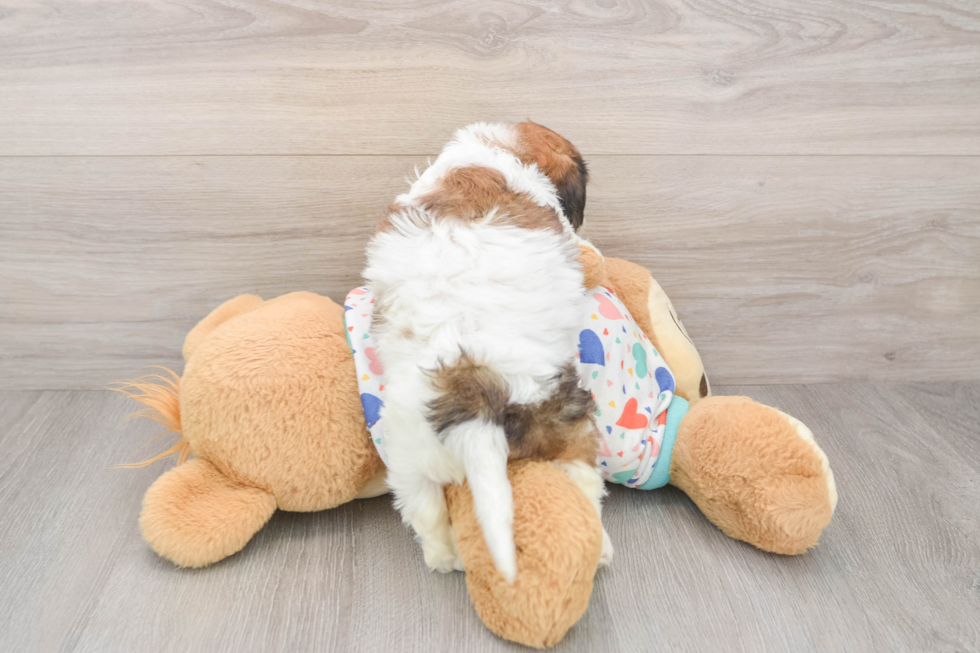 Cavachon Cindy Lou: 2lb 10oz Designer Puppy