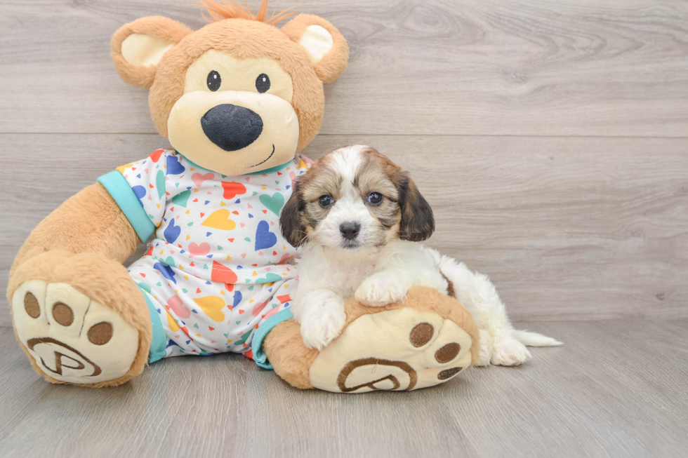 Cavachon Cindy Lou: 2lb 10oz Designer Puppy