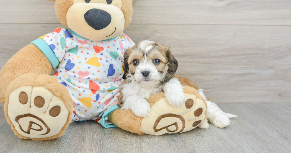 Fluffy Cavachon Daffodil: 1lb 15oz Designer Puppy