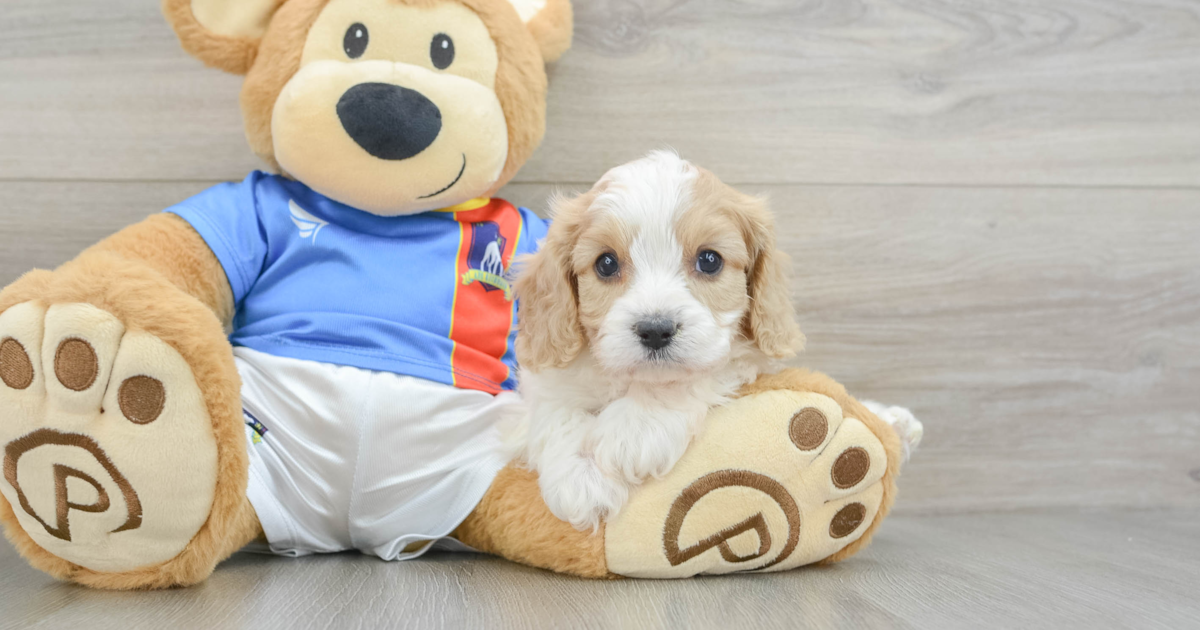 Cute Cavachon Michelin: 4lb 7oz Designer Puppy