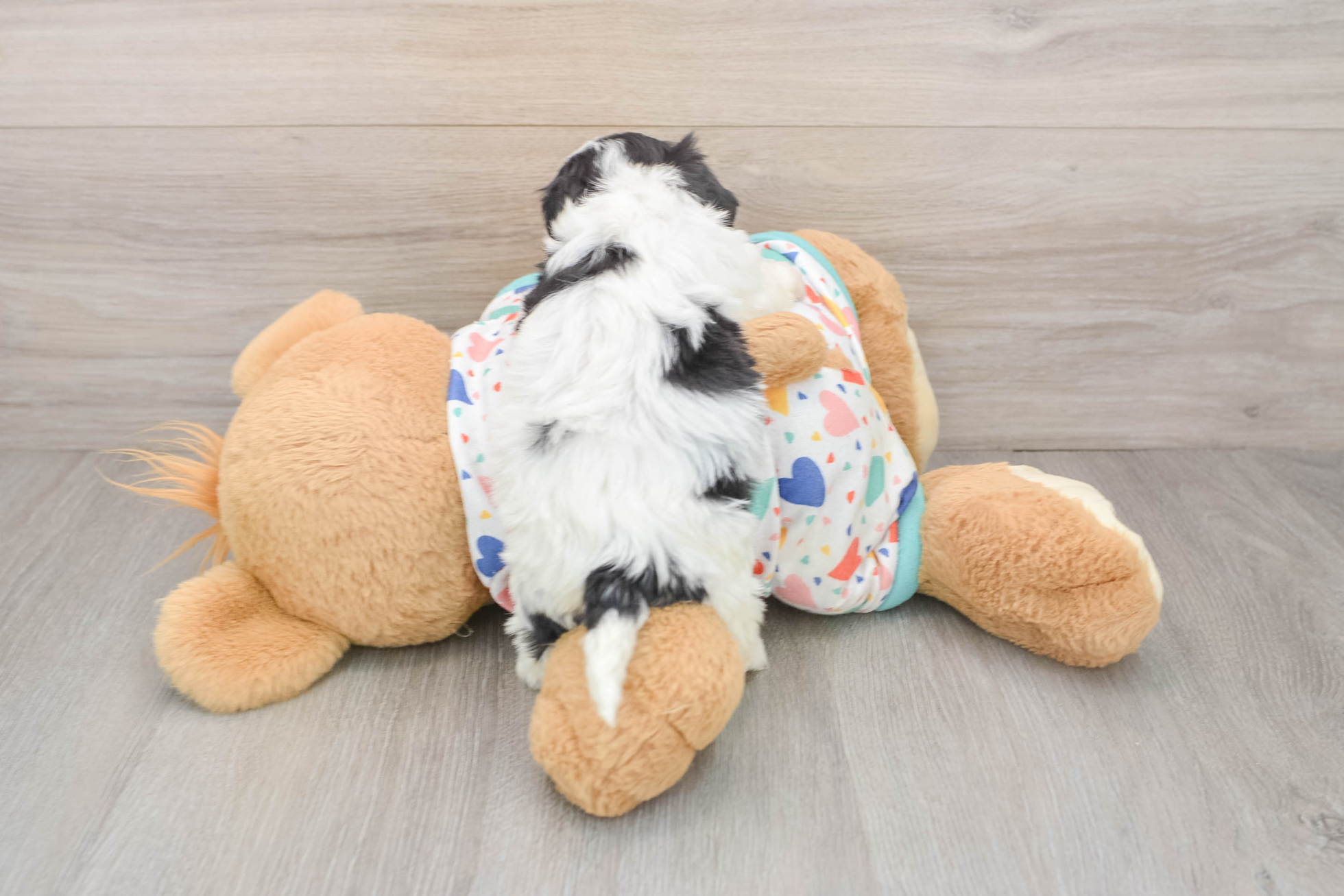 Cavachon Saban: 1lb 8oz Designer Puppy