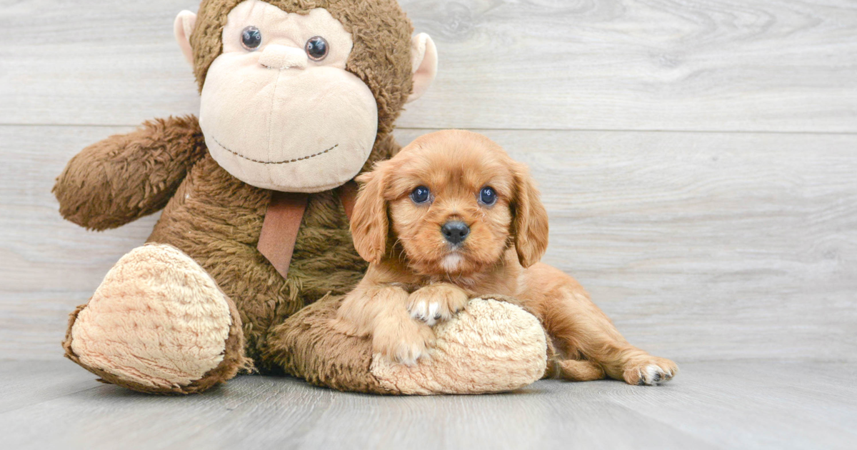 Little Cavalier King Charles Spaniel Alexander: 3lb 14oz Purebred Puppy