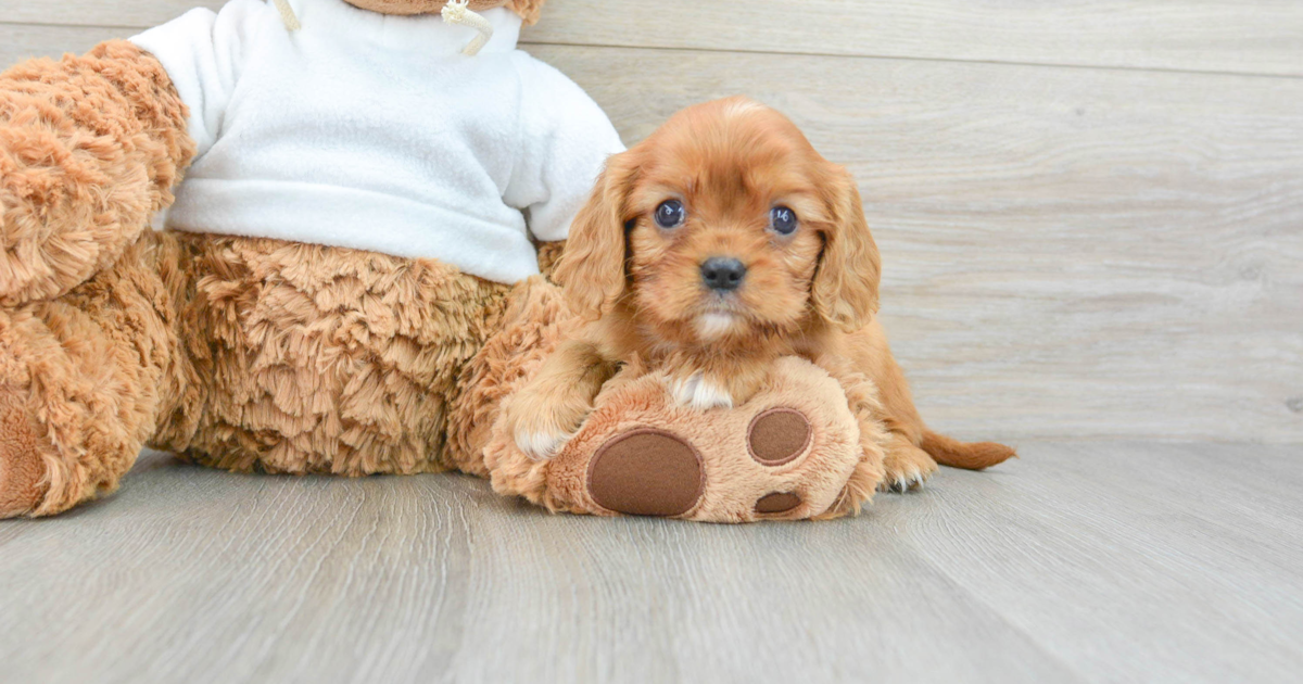 Little Cavalier King Charles Spaniel Alexander: 4lb 1oz Purebred Puppy