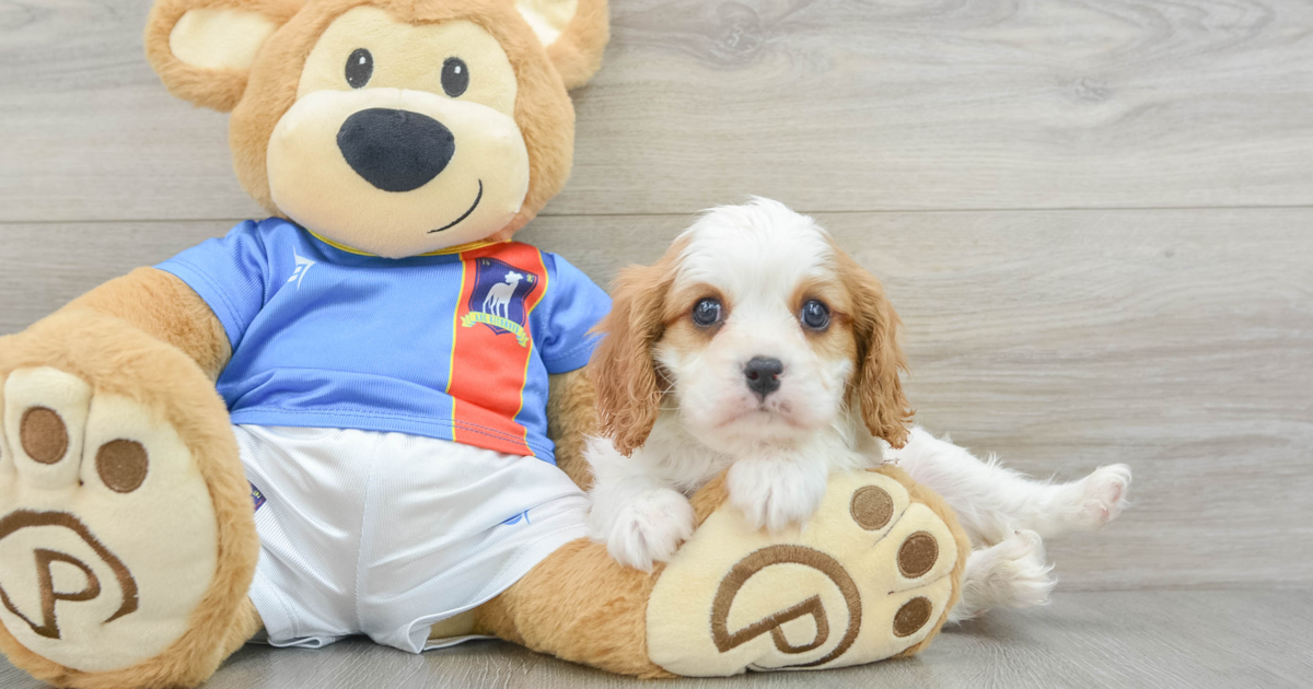 Energetic Cavalier King Charles Spaniel Alexander: 4lb 15oz Purebred Puppy
