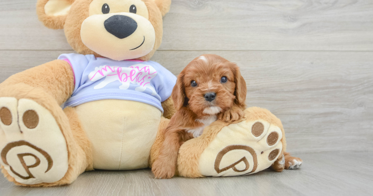 Happy Cavalier King Charles Spaniel Alexander: 3lb 10oz Purebred Puppy