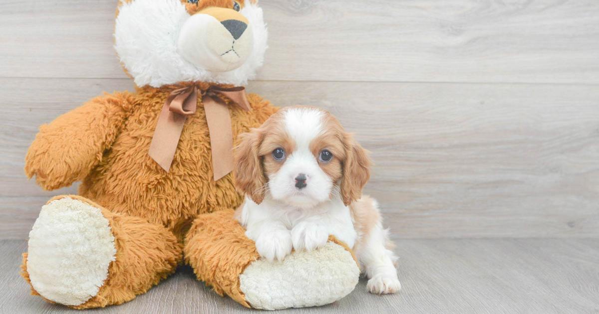 Little Cavalier King Charles Spaniel Alexander: 3lb 15oz Purebred Puppy