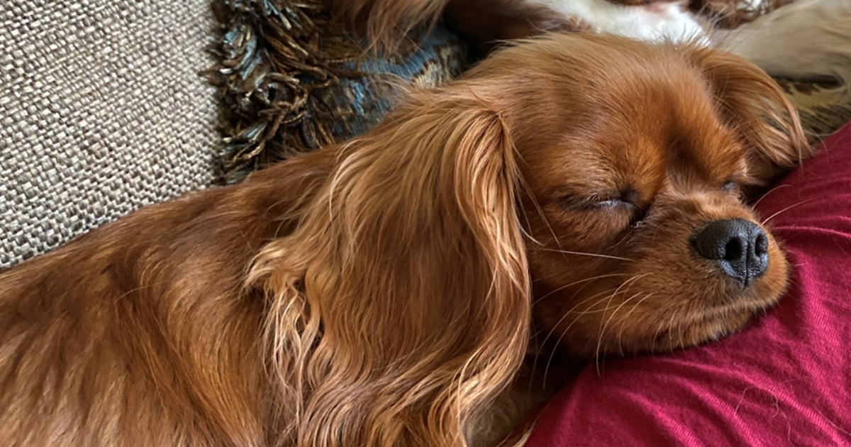 Cavalier King Charles Spaniel: Complete Breed Info - Premier Pups