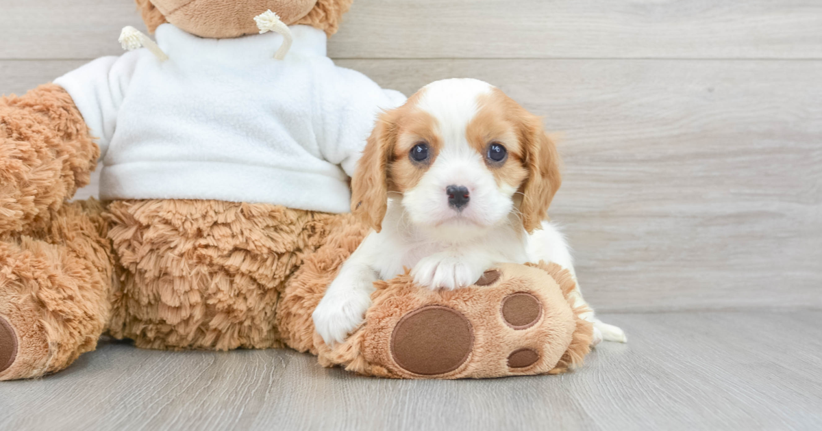 Playful Cavalier King Charles Spaniel Princess: 4lb 5oz Purebred Puppy
