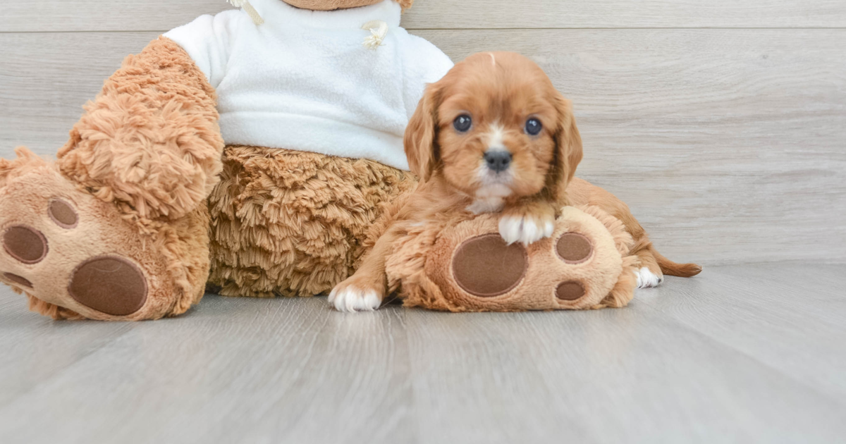 Akc Registered Cavalier King Charles Spaniel Princess: 5lb 1oz Purebred ...